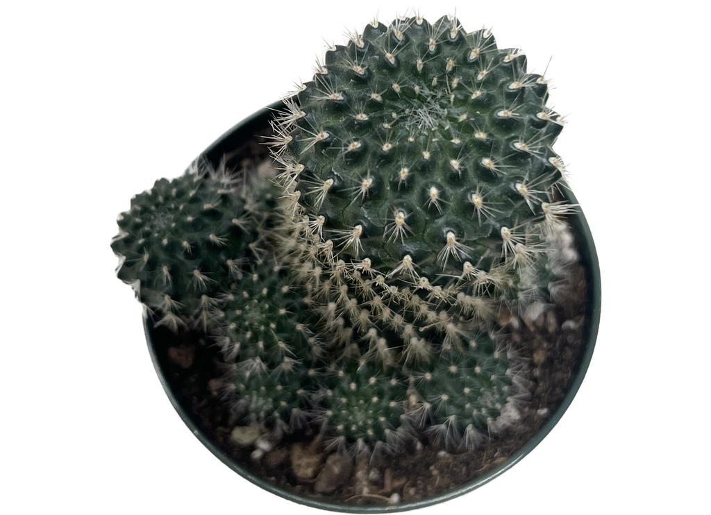 Rebutia fiebrigii (Orange Crown Cactus) – Rita Lee's Nursery