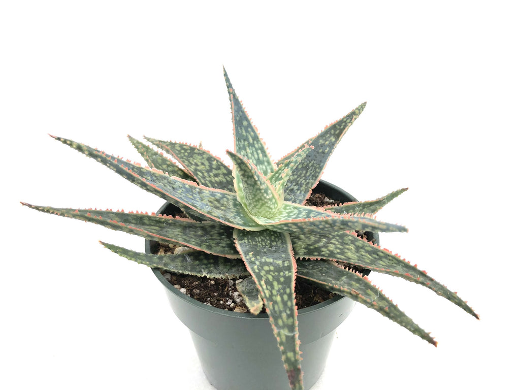 Aloe bright star (Donnie) – Rita Lee's Nursery