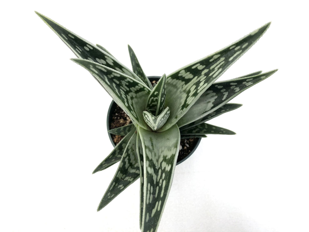 Aloe Variegata (Tiger Aloe, Partridge Breast) – Rita Lee's Nursery