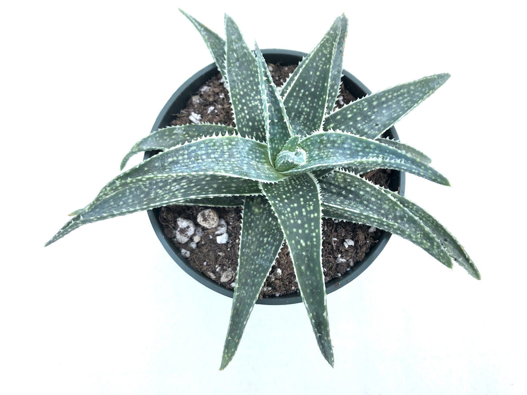 Aloe 'Jimmy' Little Gator – Rita Lee's Nursery