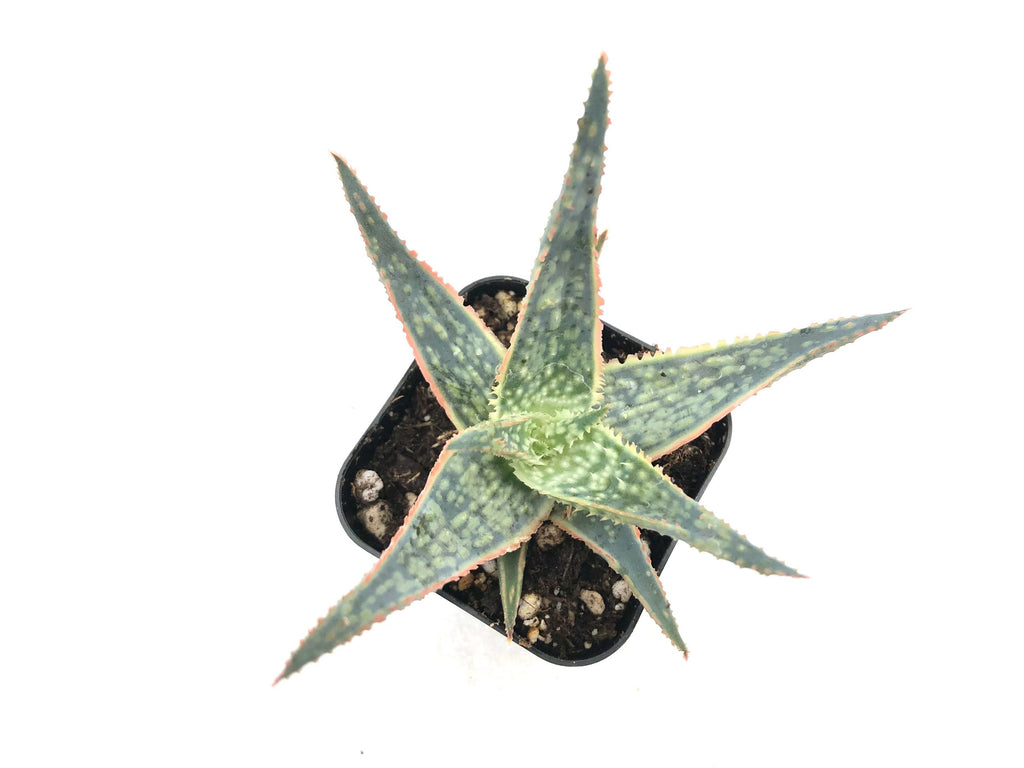 Aloe bright star (Donnie) – Rita Lee's Nursery