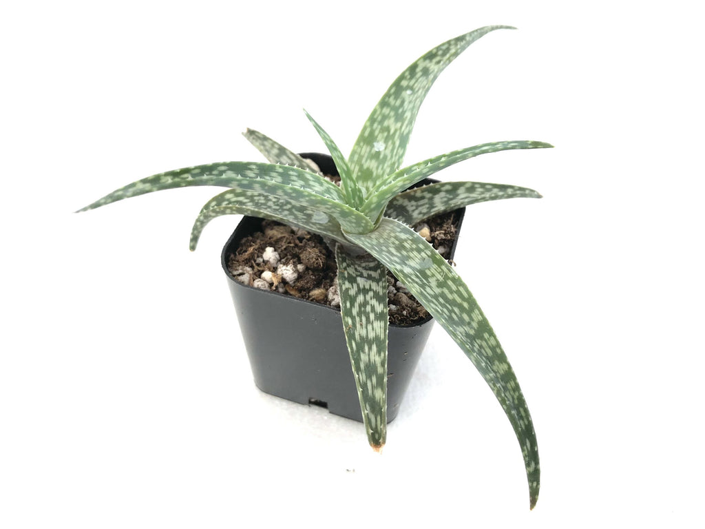 Rauhii 'Snowflake ' Aloe – Rita Lee's Nursery