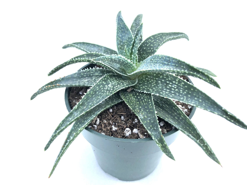 Aloe 'Jimmy' Little Gator – Rita Lee's Nursery
