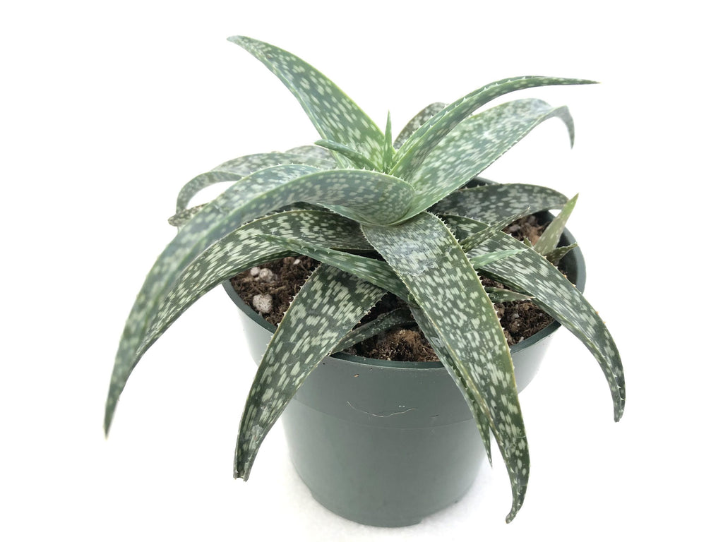 Rauhii 'Snowflake ' Aloe – Rita Lee's Nursery
