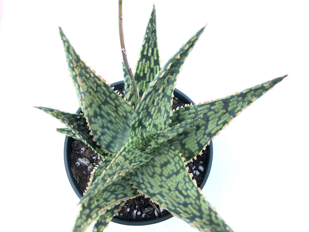 Aloe sunrise – Rita Lee's Nursery