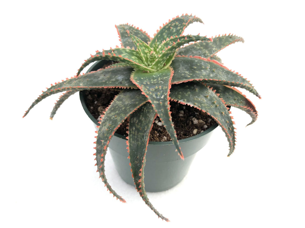Aloe Christmas Carol – Rita Lee's Nursery