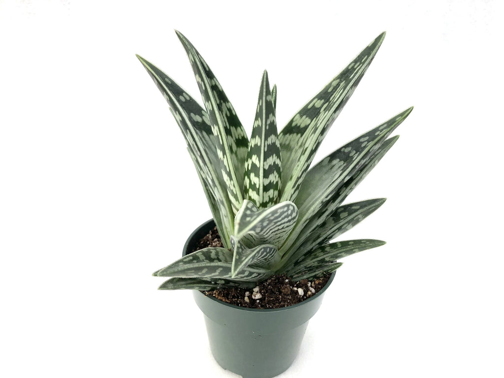 Aloe Variegata (Tiger Aloe, Partridge Breast) – Rita Lee's Nursery