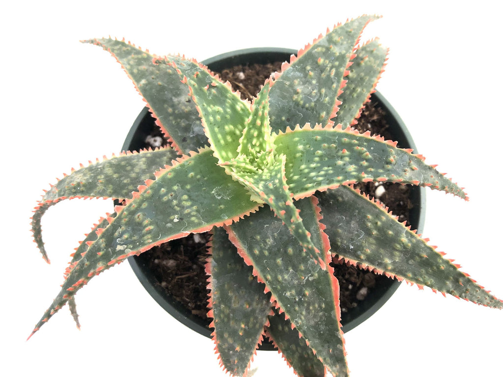 Aloe Christmas Carol – Rita Lee's Nursery