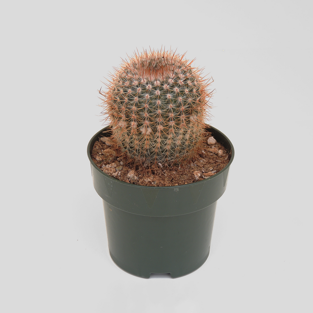 Parodia erubescens syn. Notocactus schlosseri – Rita Lee's Nursery